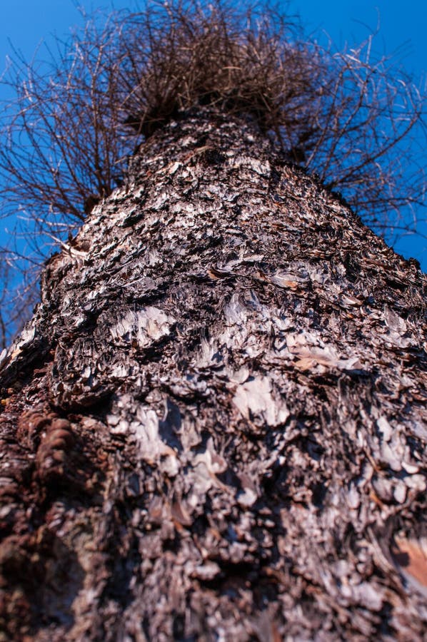 Tree trunk stock photo. Image of tree, trunk, rough, plant - 40808634