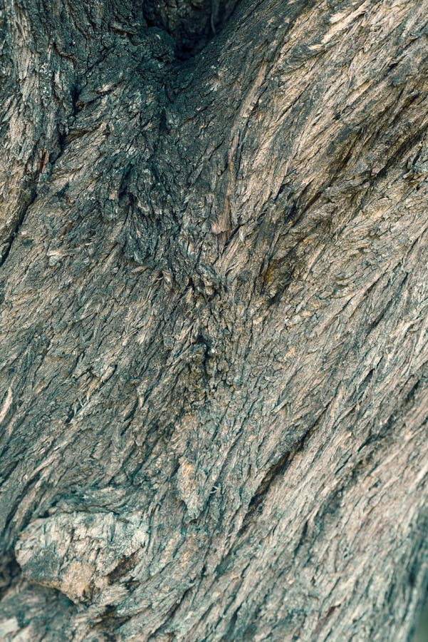 Tree trunk stock photo. Image of rough, plank, material - 140548716