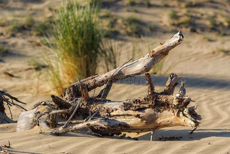 Tree Trunk in a Sandy Desert Landscape Stock Photo - Image of gray ...
