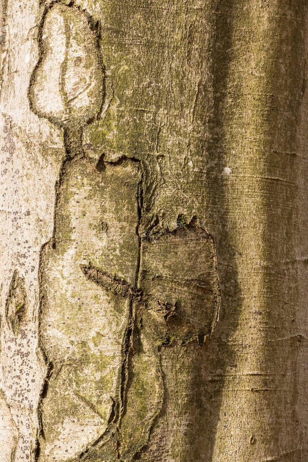 Tree scars stock photo. Image of rough, scars, morse - 144793712