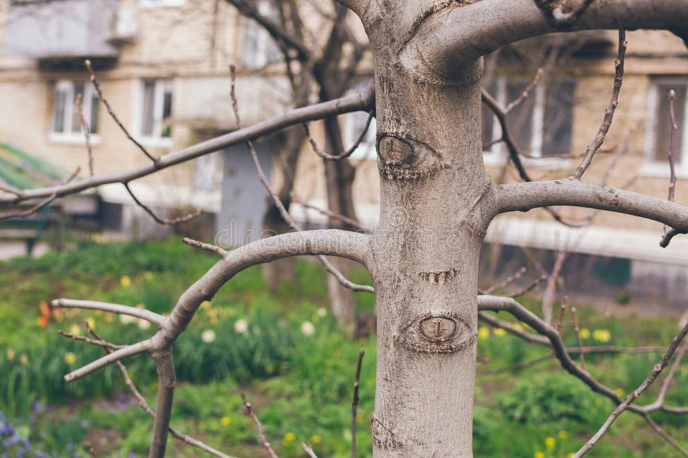 Tree Trunk with Scars from Pruning in Form of Eyes Stock Photo - Image ...