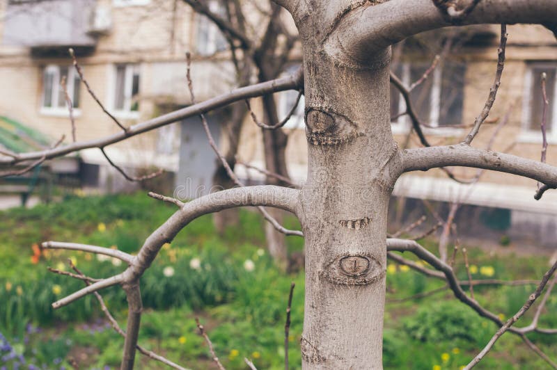 Tree Trunk with Scars from Pruning in Form of Eyes Stock Image - Image ...