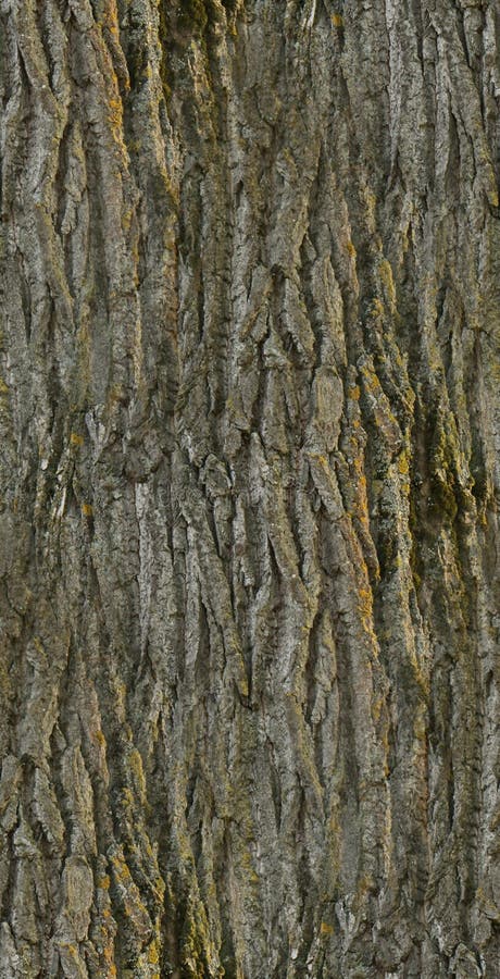 Tree Trunk Seamless Texture Background Stock Image - Image of wooden ...