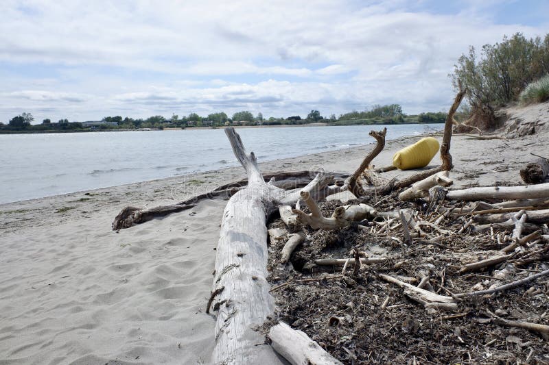 Tree Trunk on the Seashore of a Beach Stock Photo - Image of lumber ...