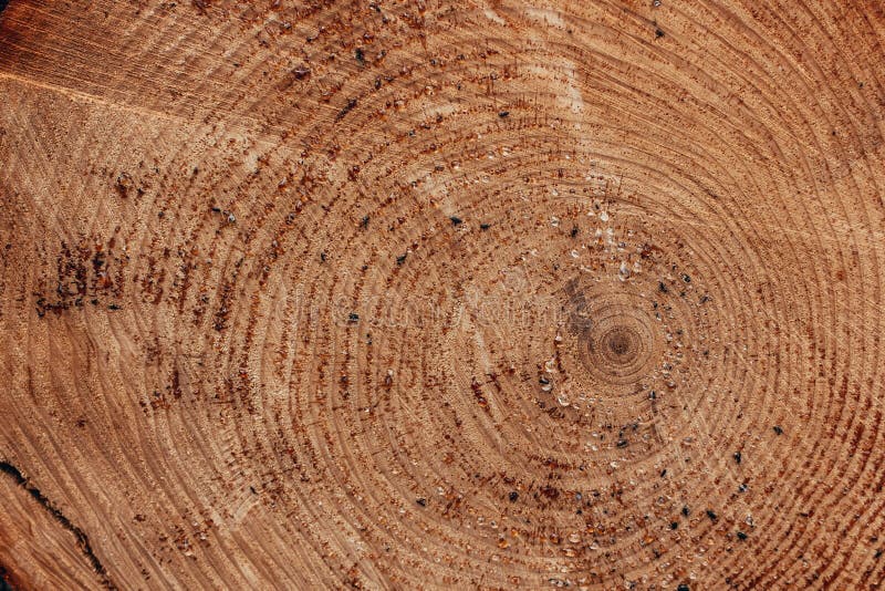 Cut trunk section stock image. Image of industry, aged - 56434361