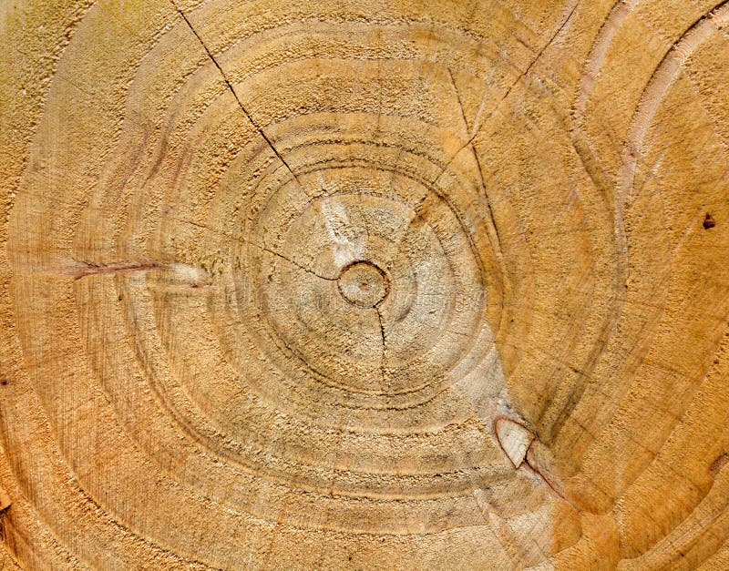 Cut trunk section stock image. Image of industry, aged - 56434361