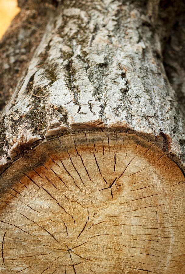 Tree trunk in a section stock photo. Image of hardwood - 63155566