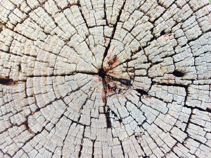 Cut trunk section stock image. Image of industry, aged - 56434361