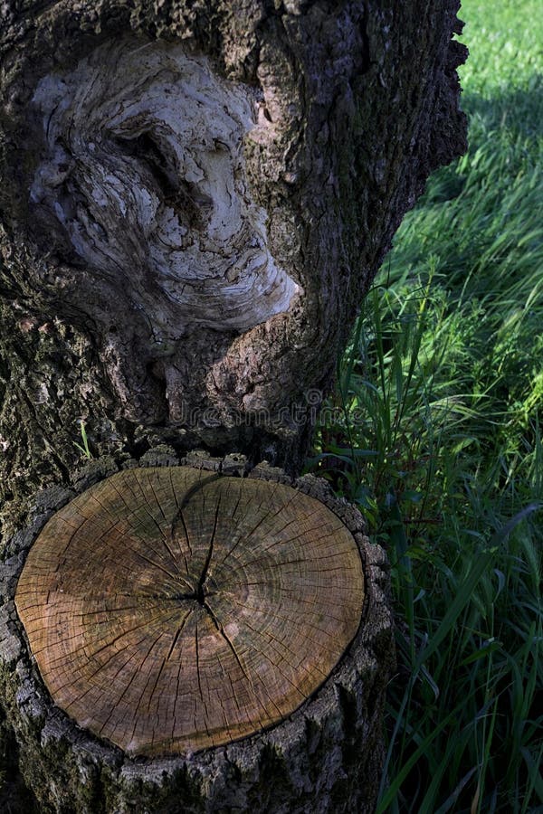 Tree trunk seen up close stock photo. Image of organic - 377104980