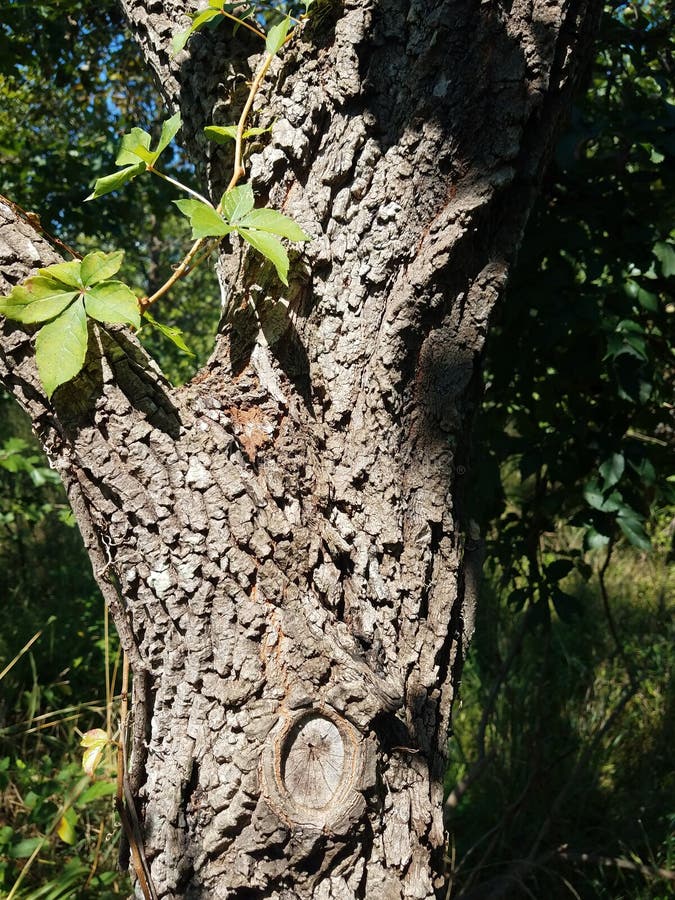Tree trunk with shadow stock photo. Image of woods, trunk - 134555444