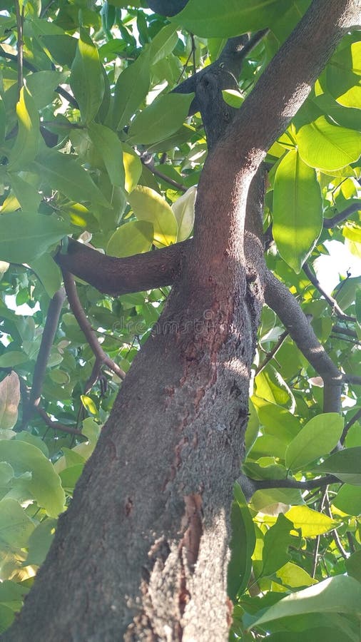 Tree Trunk with Shady Leaves Stock Photo - Image of leaf, tree: 325223988