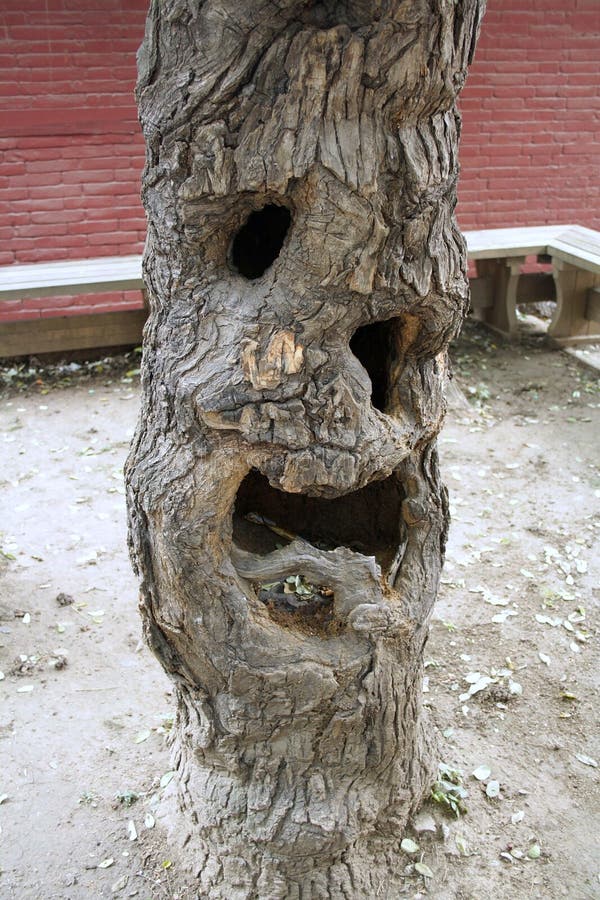 A Tree Trunk in the Shape of a Human Face Stock Image - Image of trunk ...