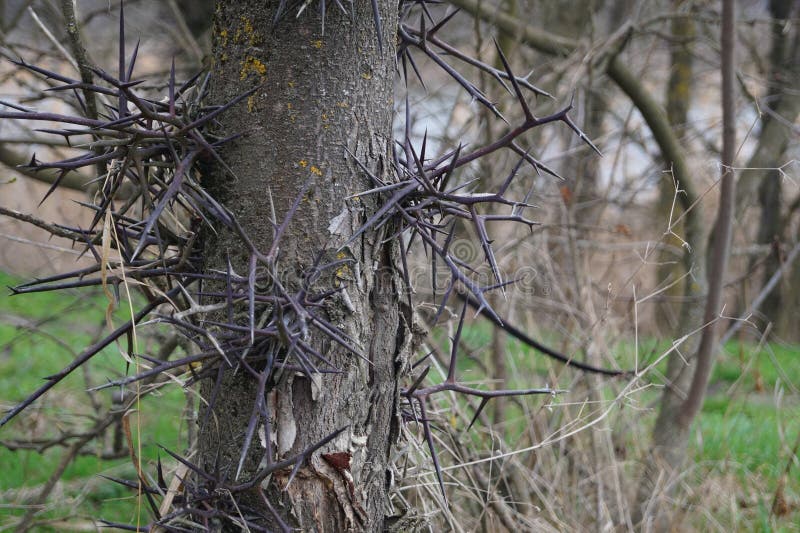 Tree Trunk with Sharp Black Thorns Stock Image - Image of plant, leaf ...