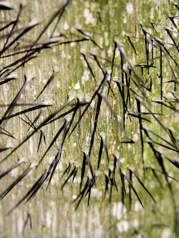 Tree with Sharp Pointy Spike Stock Image - Image of exotic, horror ...