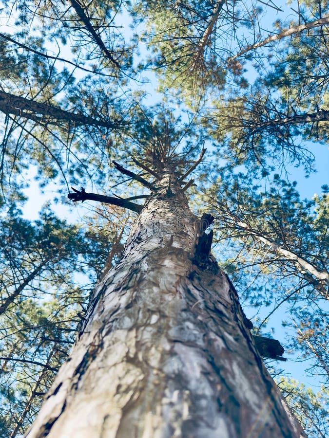 Tree Trunk Shot from Below on a Blue Sky Background with Trees Stock ...