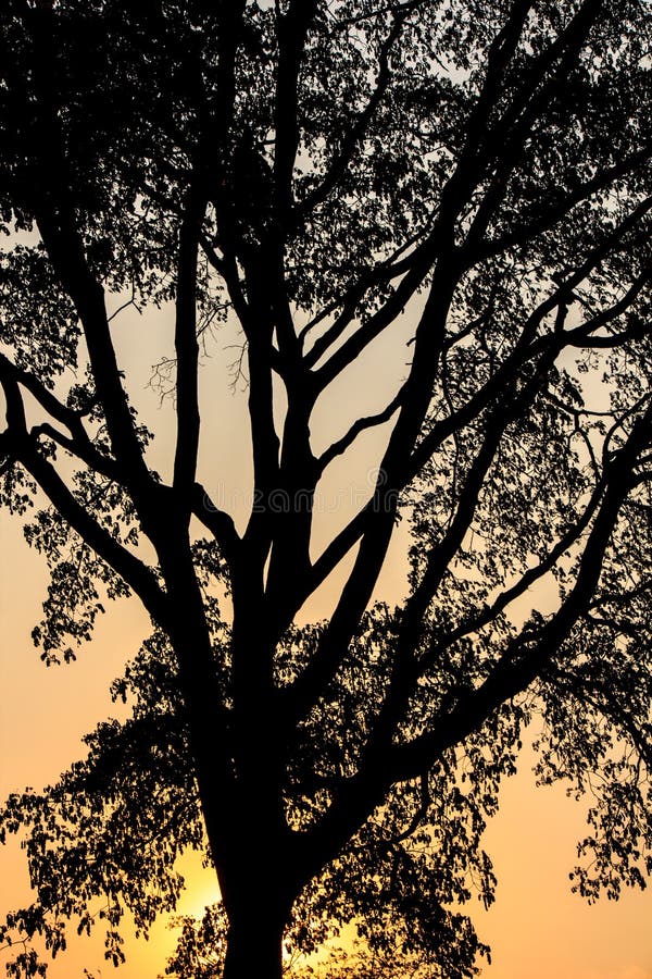 Tree Trunk Silhouette Stock Photos - Download 17,320 Royalty Free Photos