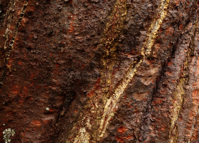 Tree trunk skin stock image. Image of natural, surface - 35253593