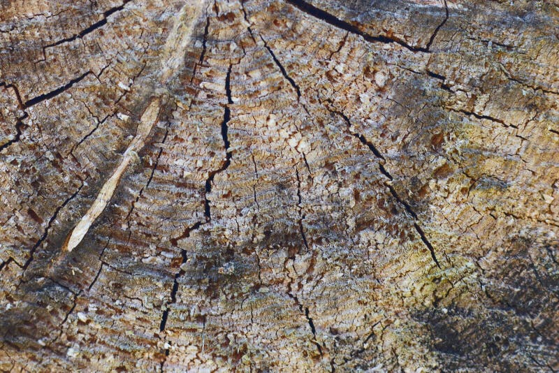 Tree Trunk Slice Background. Wood Stump Background Texture. Texture for ...