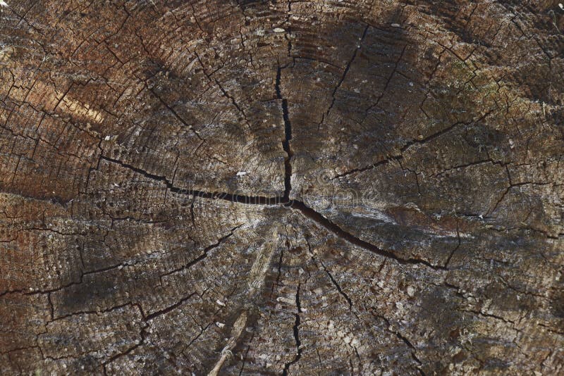 Tree Trunk Slice Background. Wood Stump Background Texture. Texture for ...