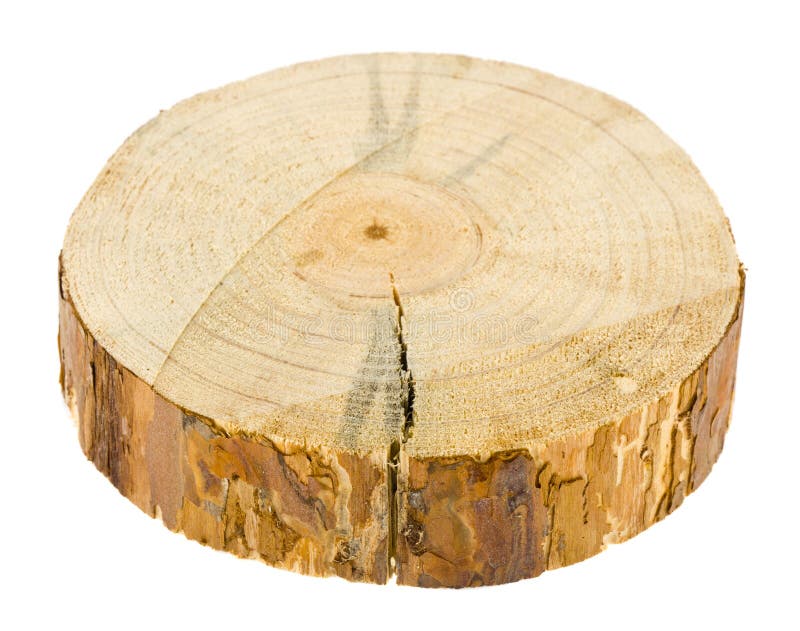 Tree Slice Isolated on White Background Stock Photo - Image of slice ...