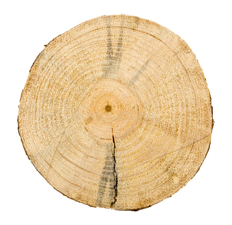 Tree Trunk Slice Isolated on White Background Stock Photo - Image of ...