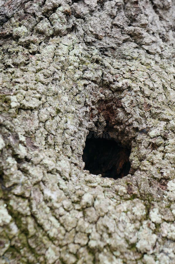 Small Hole and Dirt Mound from Ground Bee Insect Stock Photo - Image of ...