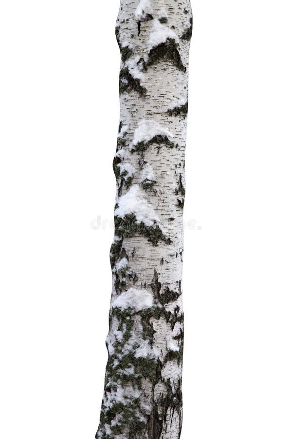 Tree Trunk with Snow Isolated on White Background Stock Photo - Image ...