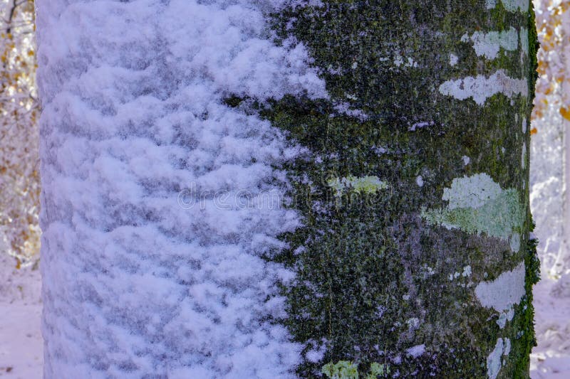 Tree Trunk with Snow in Winter Landscape Stock Image - Image of ...