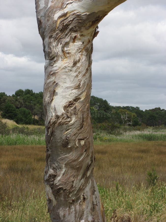 Tree Trunk, South Asutralia Stock Photo - Image of landscape, green ...