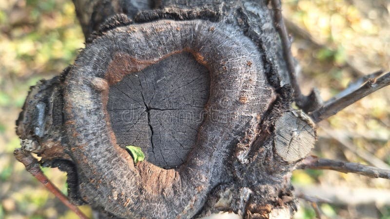 A Close-up of a Tree with a Frame-like Protrusion on Its Trunk. Stock ...