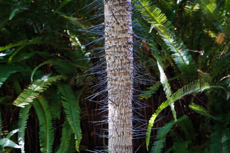 Tree Trunk with Spikes / Thorns for Protection Stock Photo - Image of ...