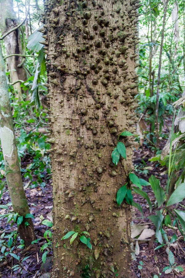 Tree Trunk Spines Functioning As Defense Manu National Park Stock ...