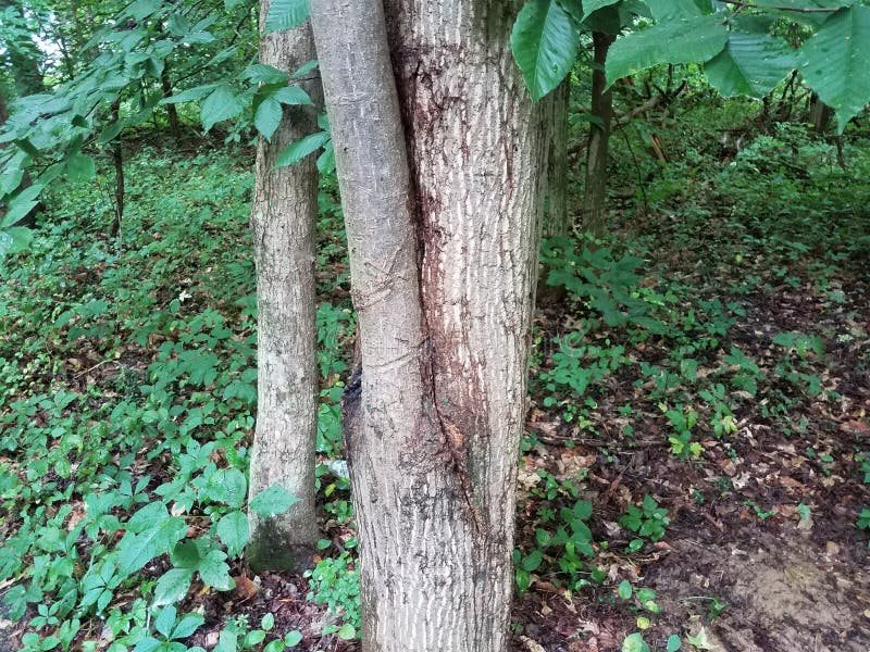 Tree Trunk Split with Branches and Green Leaves in Forest Stock Photo ...