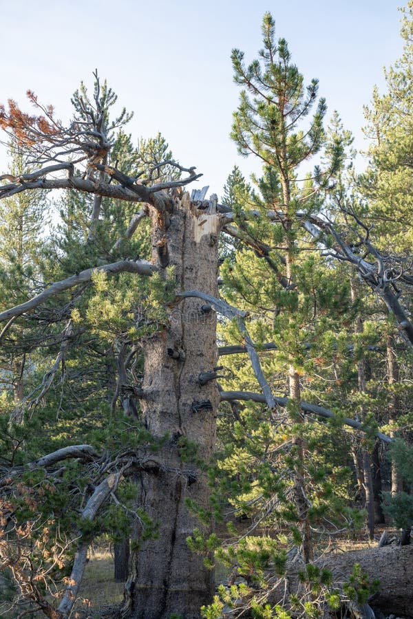 Tree Trunk Split and Cracked with No Top Stock Photo - Image of trail ...