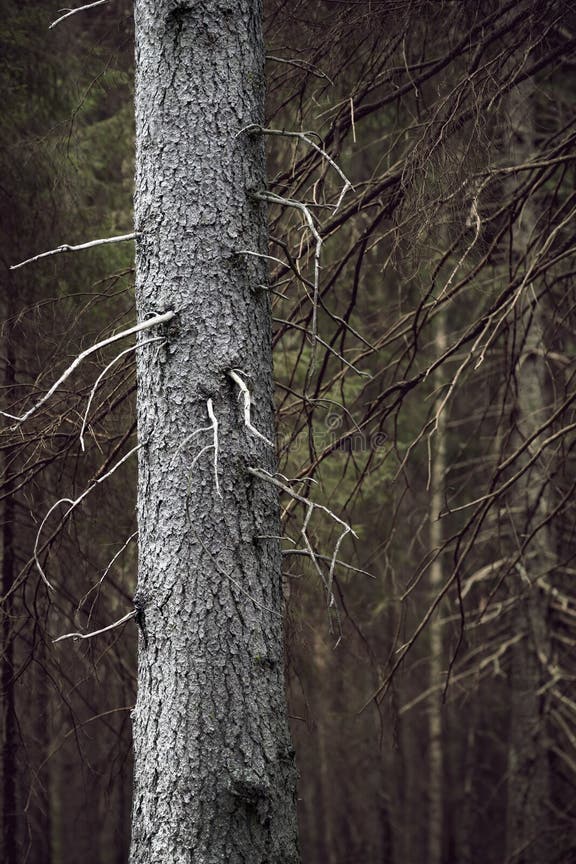 Tree Trunk in Spooky Forest Stock Image - Image of dangerous, conifer ...