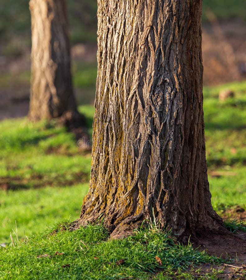 Tree Trunk on Spring Nature Stock Image - Image of outdoor, nature ...