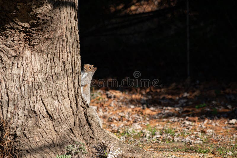 Tree Trunk Squirrel stock image. Image of trunk, tree - 301237983