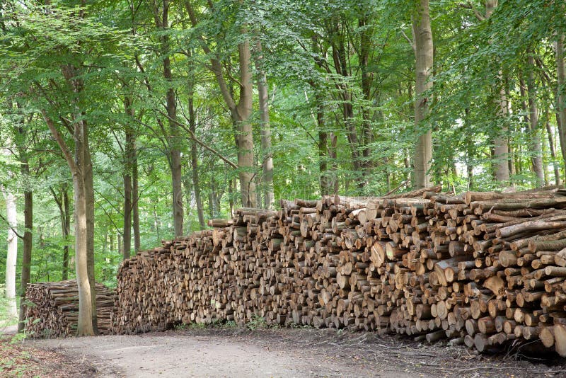 Tree Trunk Stack in a Forest in Denmark Stock Image - Image of pile ...
