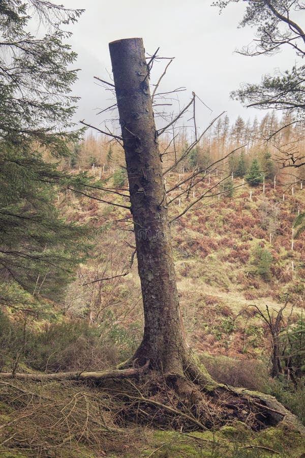 The Old Trunk Standing Strong Stock Image - Image of receiving, black ...