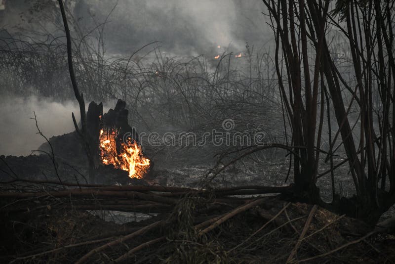 Tree trunk burning by fire stock image. Image of bleak - 253371875