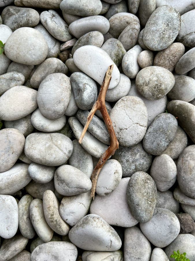 A Tree Trunk on Stone Garden Stock Image - Image of trunk, wood: 267791067