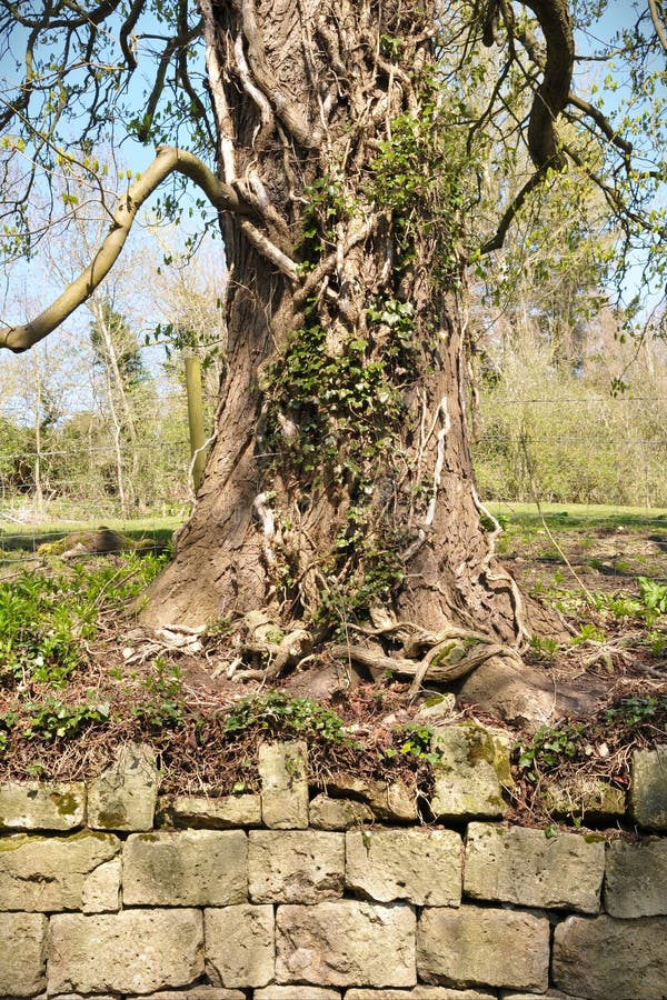 Tree Trunk by a Stone Wall stock photo. Image of leaf - 362325668