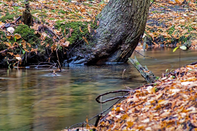 Tree Trunk on a Stream with Fall Colors Stock Photo - Image of ...