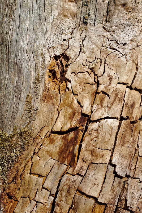 Old Tree Trunk Stripped of Its Bark with Cracks and Stains in the ...