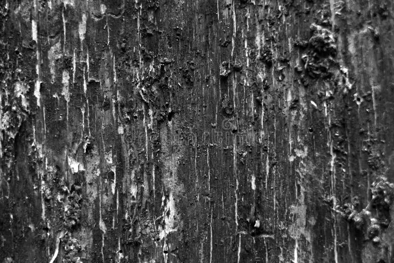 Tree trunk structure stock photo. Image of environment - 36435504