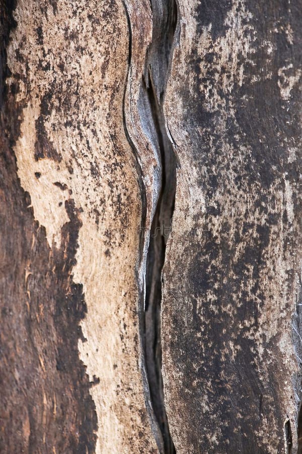Old tree trunk surface stock image. Image of texture - 253612913