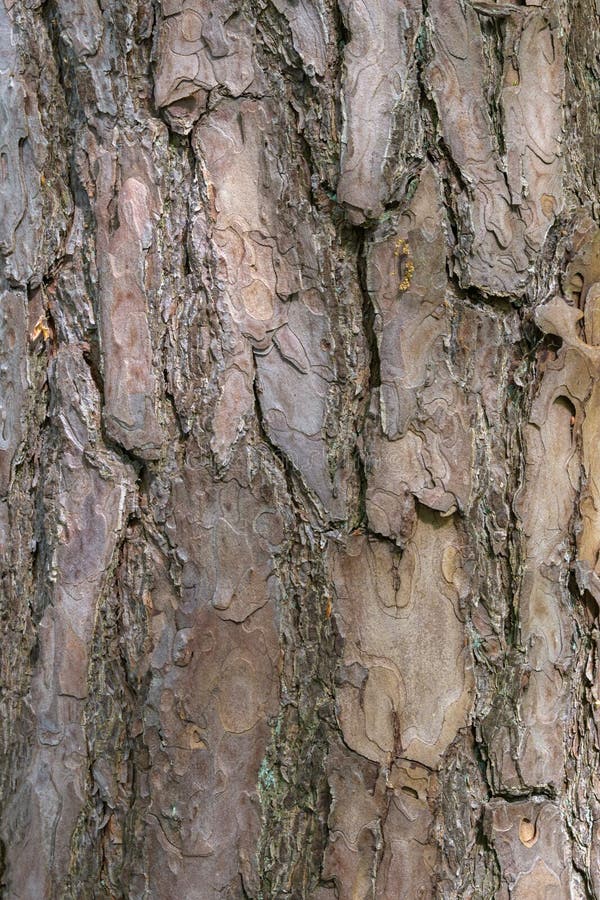 805 Rounded Trunk Stock Photos - Free & Royalty-Free Stock Photos from ...