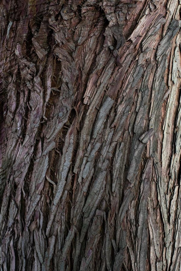 Tree trunk studio closeup stock image. Image of blur - 120712635