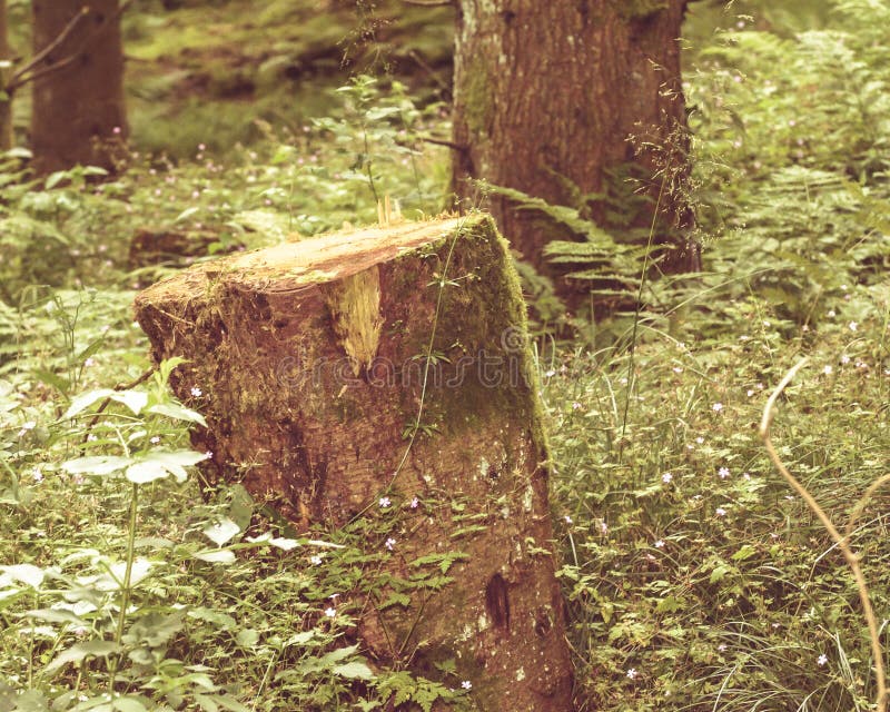 Tree Trunk Stump stock photo. Image of trunk, selective - 97165450