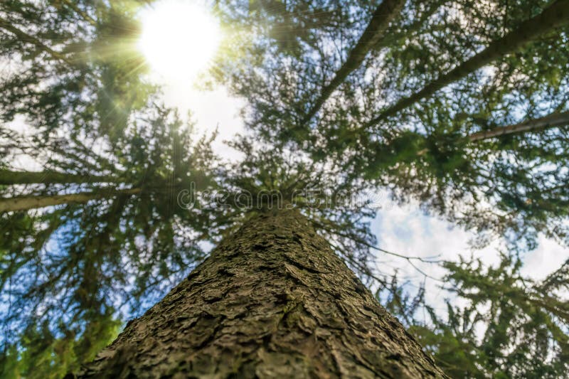 Tree trunk with sunlight stock image. Image of timber - 48159125
